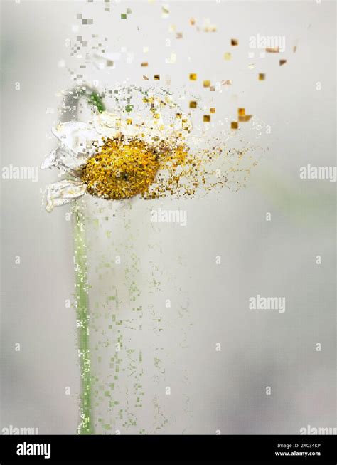 Digitally Enhanced Image Of A Wilted Anthemis Arvensis Also Known As