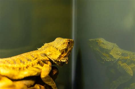 What Wood Is Safe For Reptile Enclosures A Comprehensive Guide
