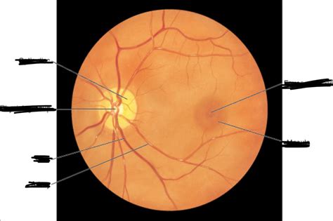 Retina Diagram Diagram Quizlet