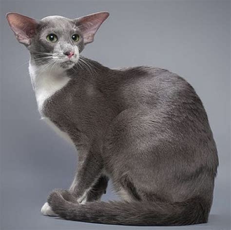 Oriental Shorthair Cat Shorthair Cats Artofit