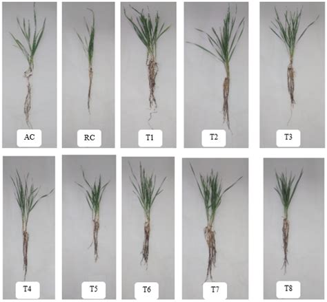 Triticum Aestivum Response To Xanthobacter Autotrophicus And Bacillus Thuringiensis Optimized By