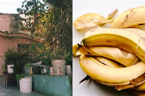 Nyesel Masih Buang Kulit Pisang Ke Tempat Sampah Padahal Kalau Dibuang