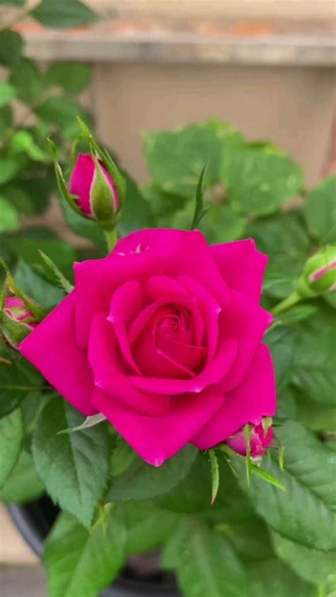 Pin von N S K auf Pins by you | Blumen zeichnen, Blumen, Pflanzen