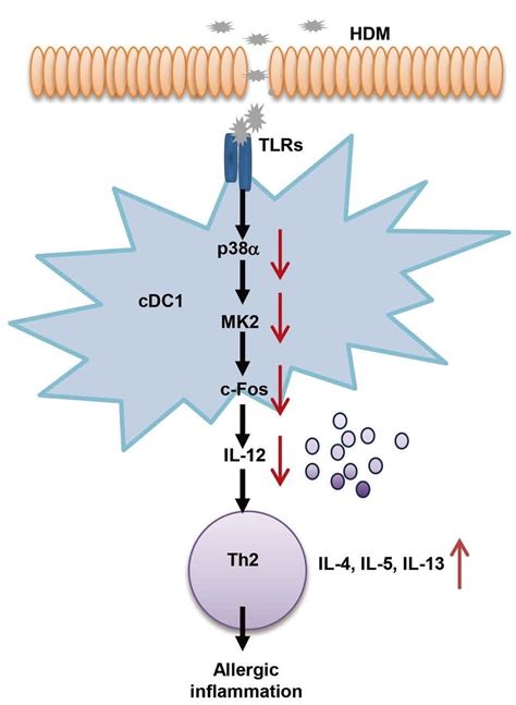 黄功华课题组cellular And Molecular Immunology论文揭示树突状细胞调控th2介导的炎症反应的新分子机制 广东省医学