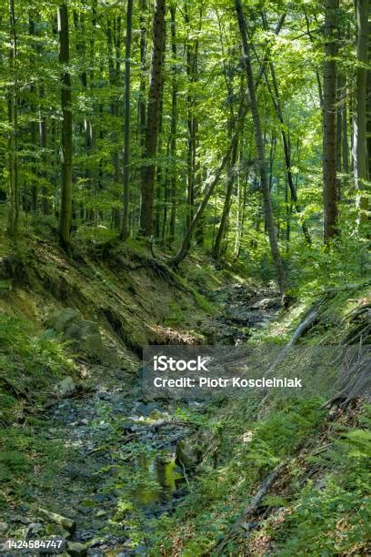 Bieszczady 산맥 폴란드 폴란드에서 가장 거친 지역 Zwiezlo 자연 보호 구역 폴란드 0명에 대한 스톡 사진 및 기타