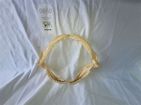 Bull Shark Jaw A Sc1