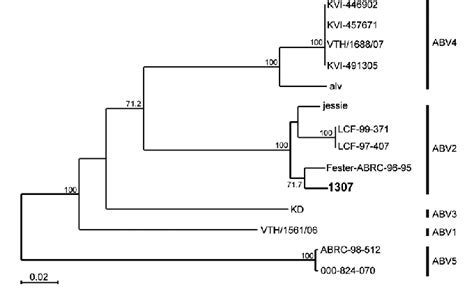 A Phylogenetic Tree Based On The N Gene Sequences Of Abv The N Gene