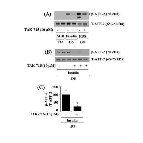Effects Of Tak 715 10 μm On Atf 2 Phosphorylation And Expression
