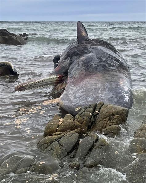 14 Dead Sperm Whales Found Beached On Australian Island Winnipeg Free
