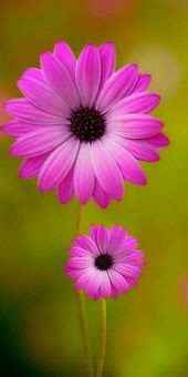 Toy Chica Without Bib