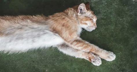 Muerte Súbita De Gatos Las Causas Más Comunes Vida Con Mascotas ️