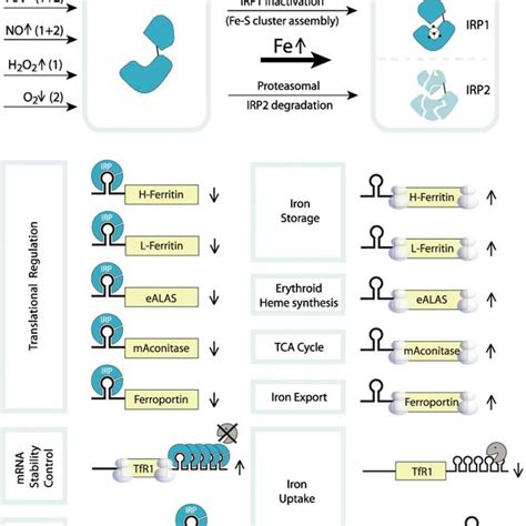 The Ire Irp Regulatory System Download Scientific Diagram