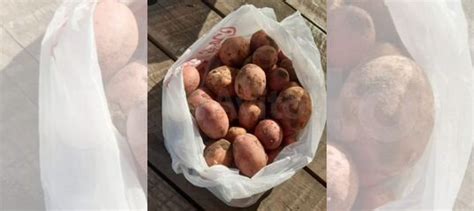 Картофель свежий купить в Кирове Товары для дома и дачи Авито