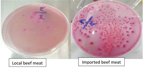 Detection Of Escherichia Coli From Imported And Local Beef Meat In Mosul City Journal Of Pure