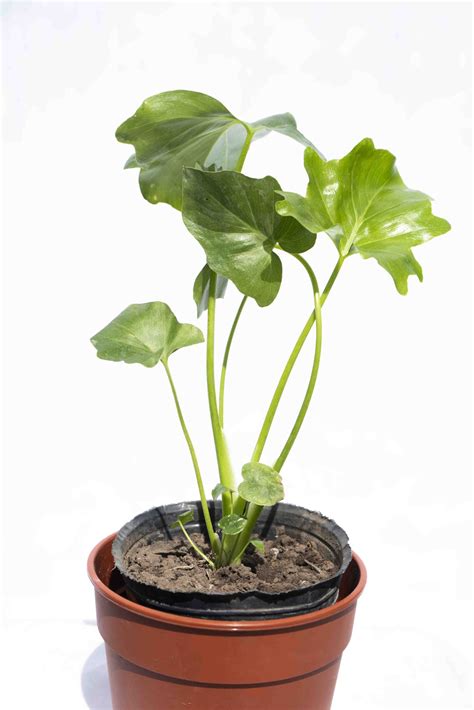 Misionero Vivero Verde Vida