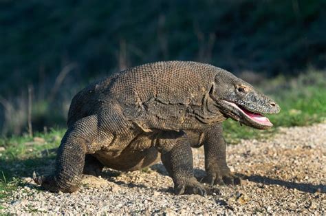 The Komodo Dragon With Open Mouth Close Up Portrait Scientific Name