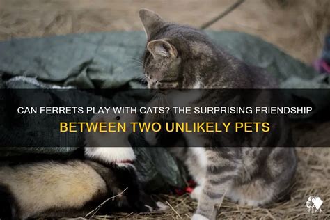 Can Ferrets Play With Cats The Surprising Friendship Between Two