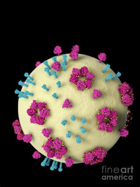 Nipah Virus Structure By Science Photo Library