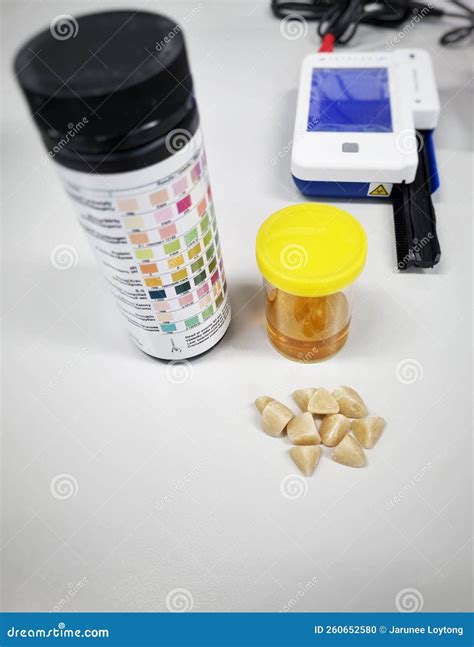Bladder Cat Animal Tissue Microscope Slides Stock Image