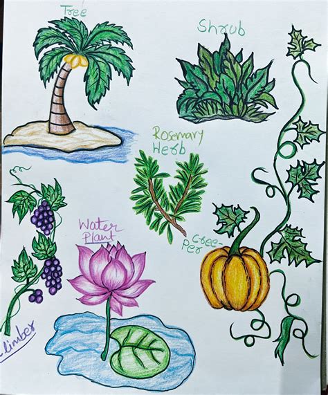 Types Of Plants Herbs Shrubs Climbers Trees And Creepers