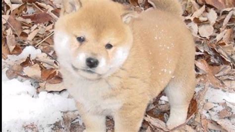 かわいい犬の画像集 Youtube