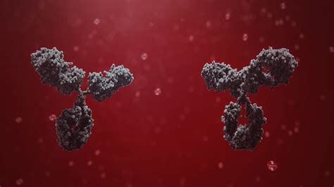 Rabbit Polyclonal Antibody Technology YouTube