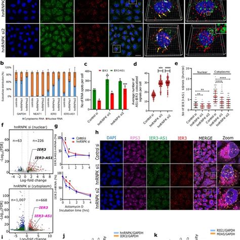 Hnrnpk Determines Rnarna Interactions And Sub Cellular Localization A