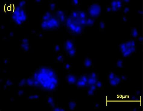 The Cells Nuclei Were Stained By Dapi And Observed By A Fluorescence Download Scientific