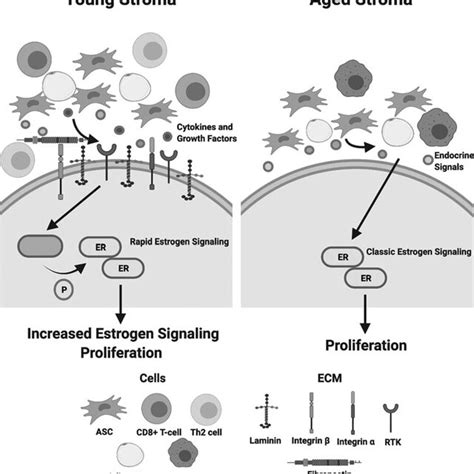 Young Er A Breast Tumor Stroma Exhibits Significant Differences In Download Scientific