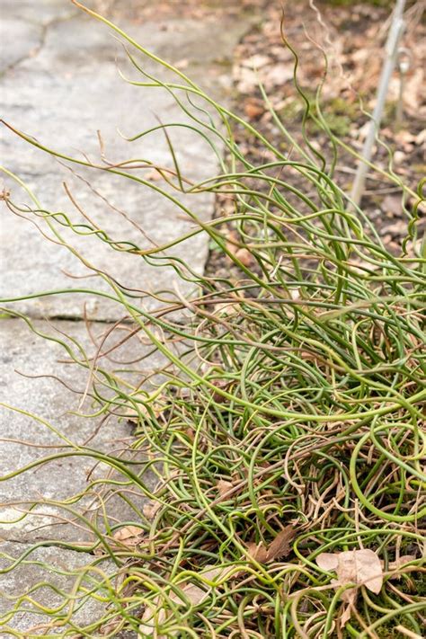 Common Rush Or Juncus Effusus Plant In Saint Gallen In Switzerland