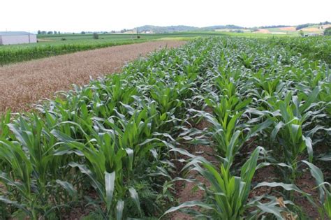 Crop Rotations Rodale Institute