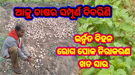 ଆଳୁ ଚାଷ ବଜ୍ଞାନୀକ ପଧତିରେ Potato Farming Youtube