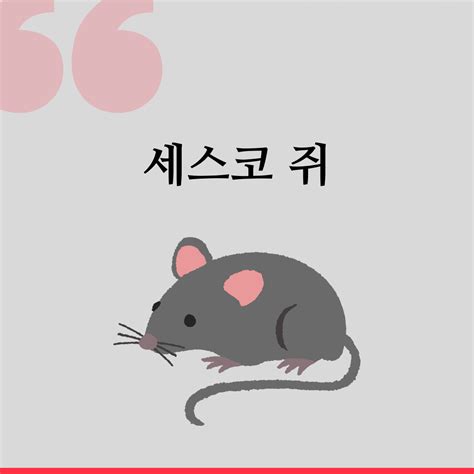 세스코 쥐 솔루션 서비스 초기 퇴치 비용 비용 책정 방법 후기는 글샘