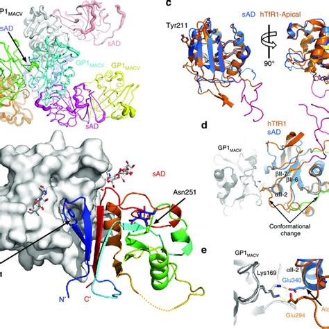 Design Of A Soluble Apical Domain From Tfr1 A Overview Of The Tfr1 Gp1
