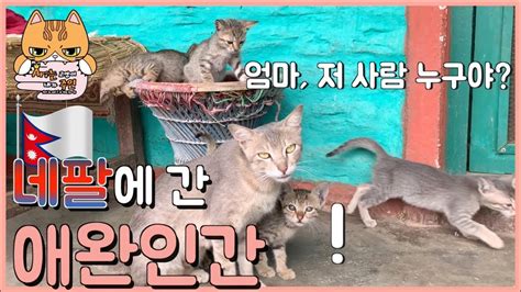 네팔 고양이 가족을 만나보았습니다 Youtube