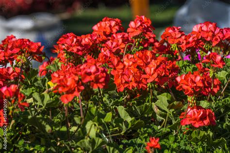 Pelargonium Graveolens `citronella` Often Sold As Pelargonium Citrosum