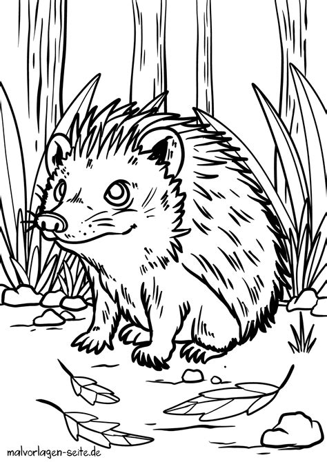 Ausmalbilder Igel Kostenlos Herunterladen