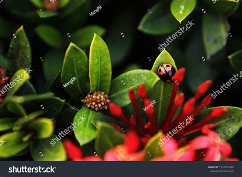 Ixora Chinensis Chinese Ixora Cheilomenes Sexmaculataladybug Stock