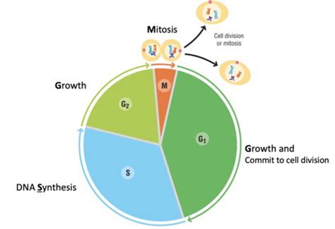 Genetics Ch 6 Mitosis Meiosis Flashcards Quizlet
