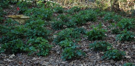 Summer Ground Cover And The Lenten Rose