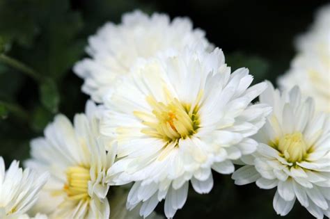 正月を彩る花を用意しよう！正月に飾るべき縁起の良い花とは 株式会社プレミアガーデン