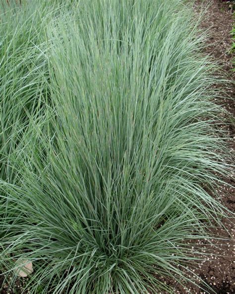 The Blues Little Bluestem Grass Jeffries Nurseries