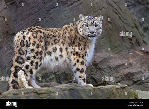 Snow Leopard Adult Stock Photo Alamy