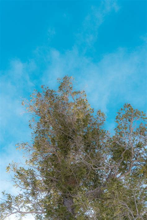 나뭇잎이없고 배경에 푸른 하늘이있는 나무 사진 Unsplash의 무료 브라이스 캐니언 이미지