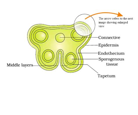Sexual Reproduction In Flowering Plants Biology Notes