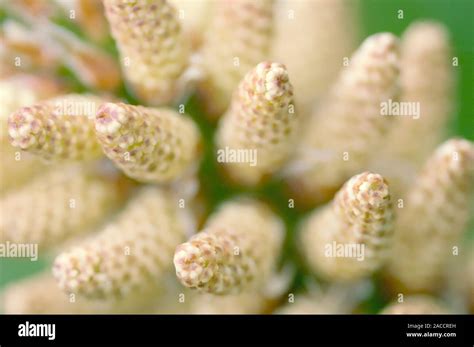 White Pine Pinus Strobus Cones Photographed In Maryland Usa Stock