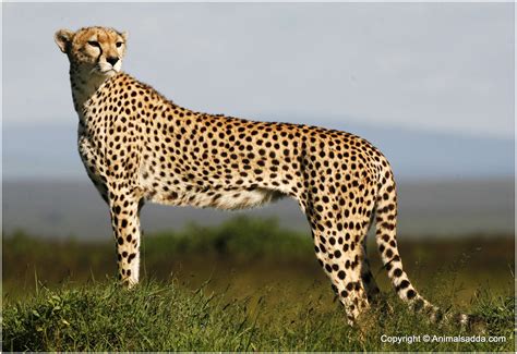cheetah lifespan