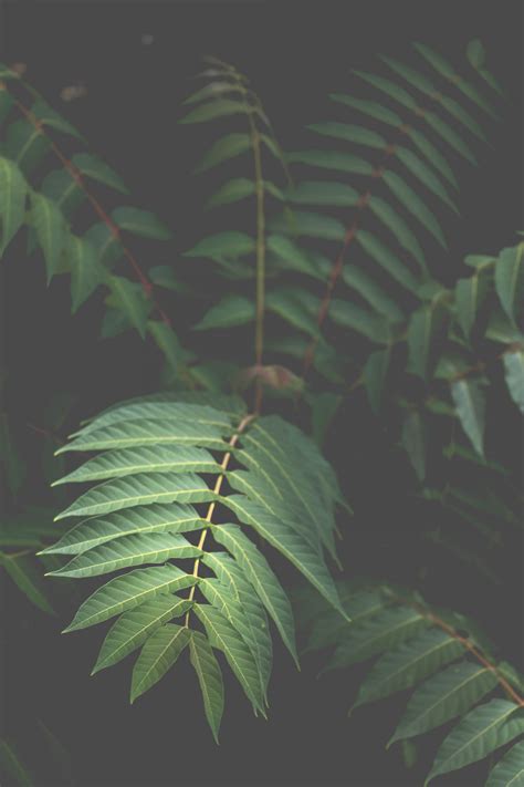 Free Images Tree Nature Forest Branch Sunlight Leaf Flower