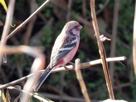 ベニマシコ 2020 01 09 日本の野鳥識別図鑑