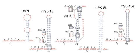 Dynamics Of Translation By Single Ribosomes Through Mrna Secondary Structures Animabiotech